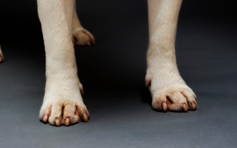 Bull Terrier Dewclaws | Bull Terrier World