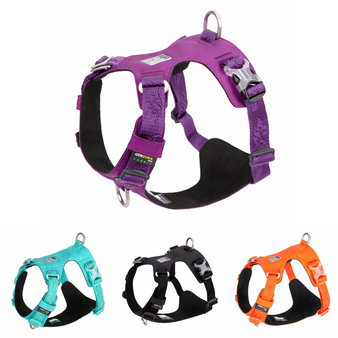 The Best Harness for Strong Breeds: Top Picks for 2024 | Bull Terrier World