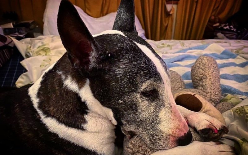 Senior Bull Terrier Care: How to Ensure a Comfortable Old Age – Bull ...