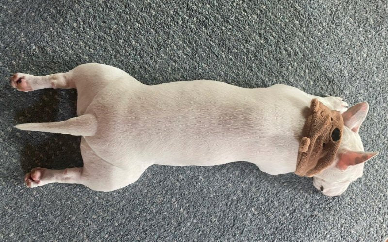 Why Bull Terriers Sploot? | Bull Terrier World