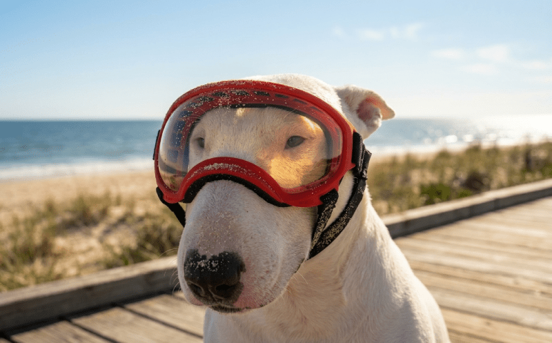 Bull Terrier Eye Health Guide: Genetic Care & UV Protection – Bull ...