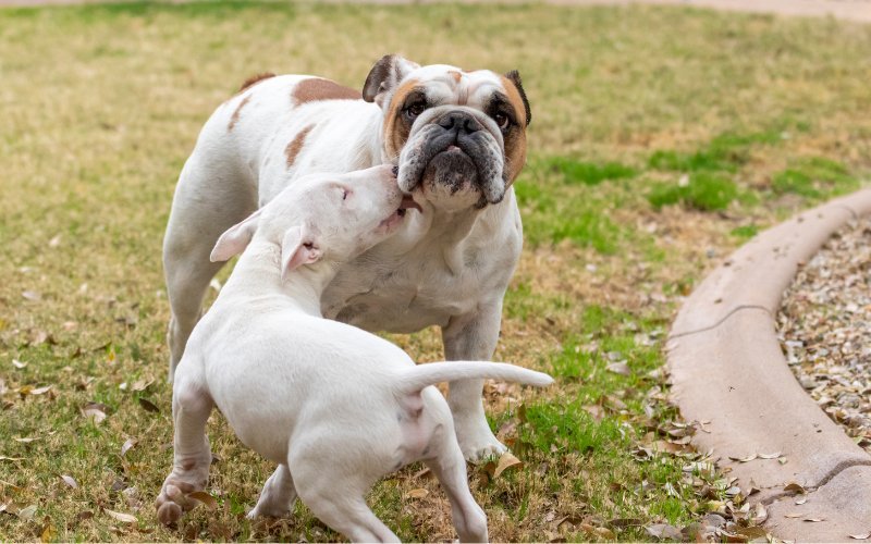 Bull Terrier Socialization And Behavior Around Other Dogs – Bull ...