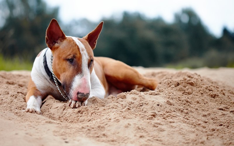Do Bull Terriers Dig? How to Stop Bull Terriers from Digging? – Bull ...
