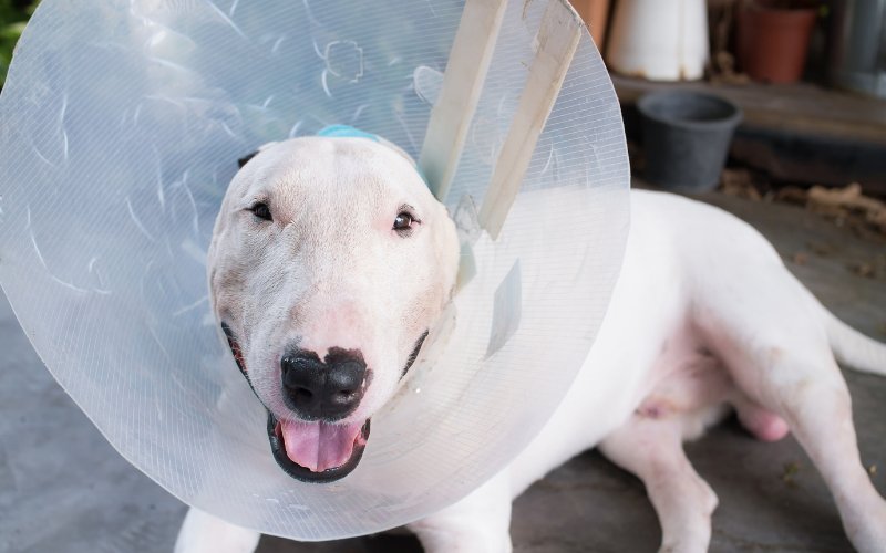 Should I Spay Or Neuter My Bull Terrier? | Bull Terrier World