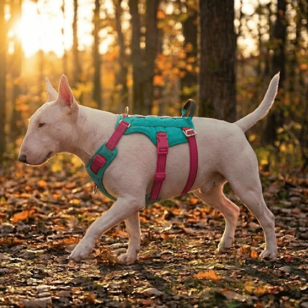 3M No-Pull Escape-Proof Bull Terrier Harness | Bull Terrier World