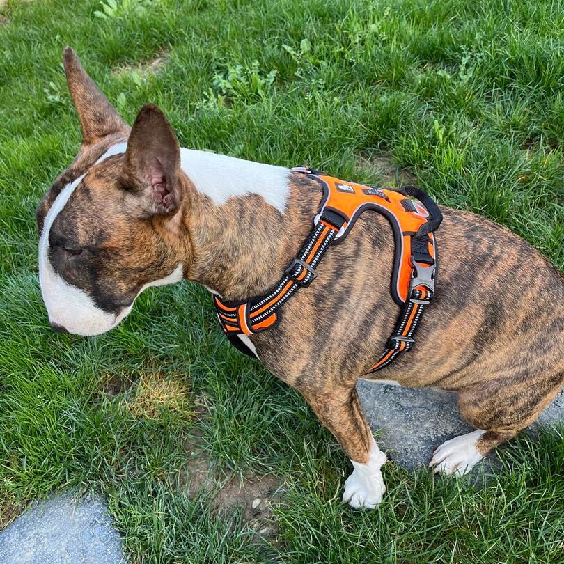 3M No-Pull Vest Bull Terrier Harness | Bull Terrier World