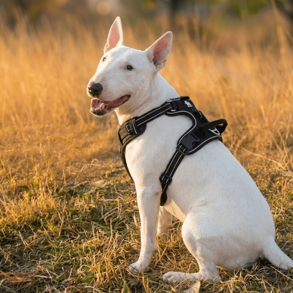 3M No-Pull Vest Bull Terrier Harness | Bull Terrier World