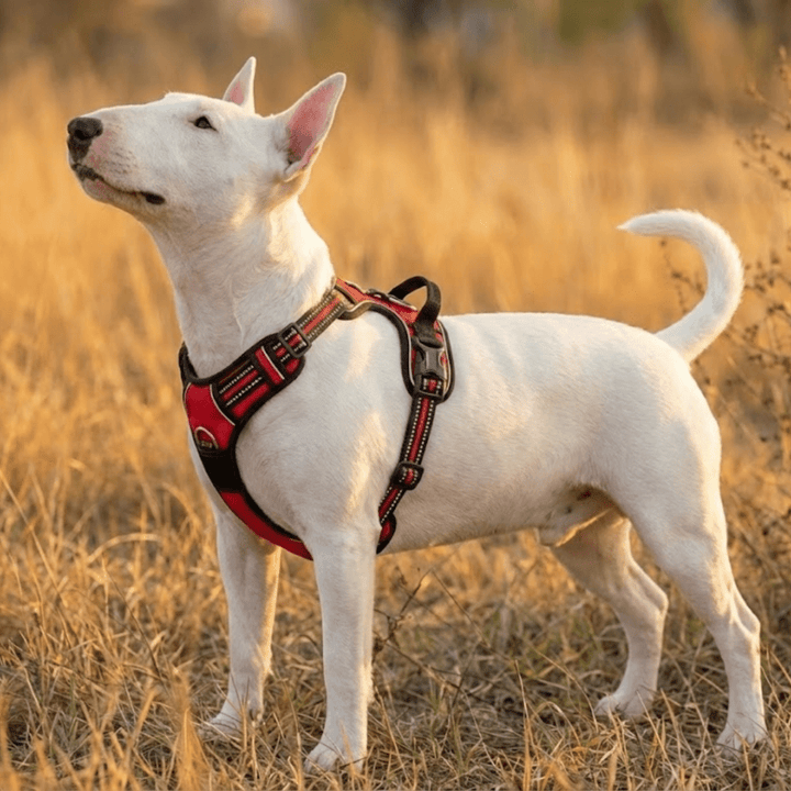 3M No-Pull Vest Bull Terrier Harness | Bull Terrier World