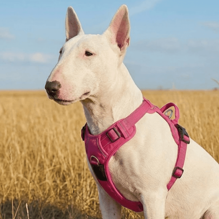 3M No-Pull Vest Bull Terrier Harness | Bull Terrier World