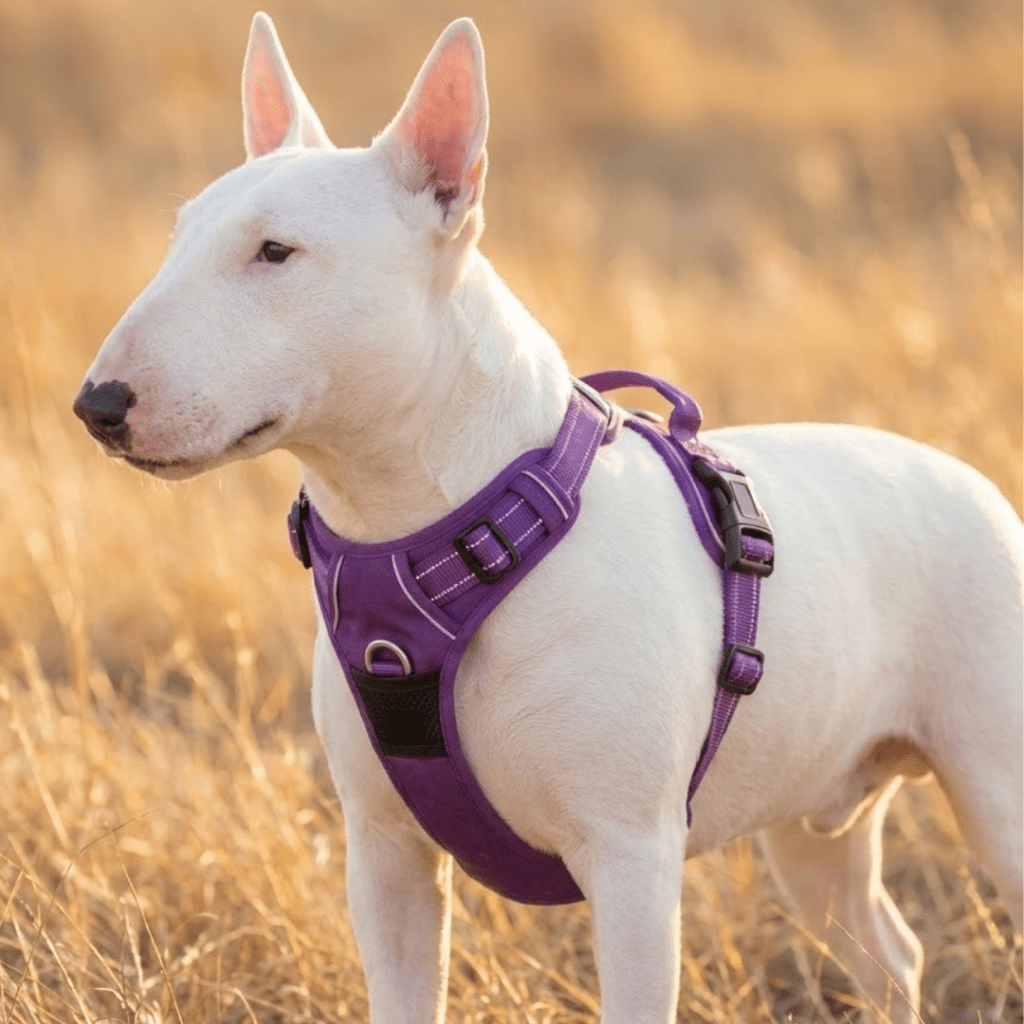 3M No-Pull Vest Bull Terrier Harness | Bull Terrier World