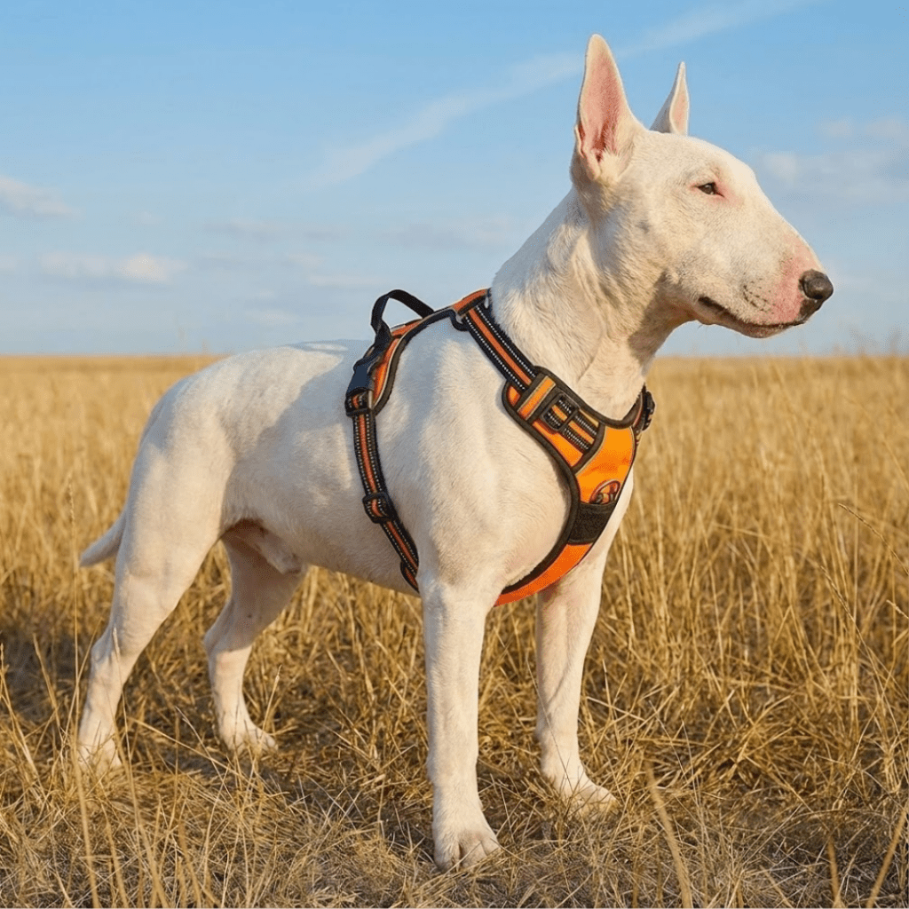 3M No-Pull Vest Bull Terrier Harness | Bull Terrier World