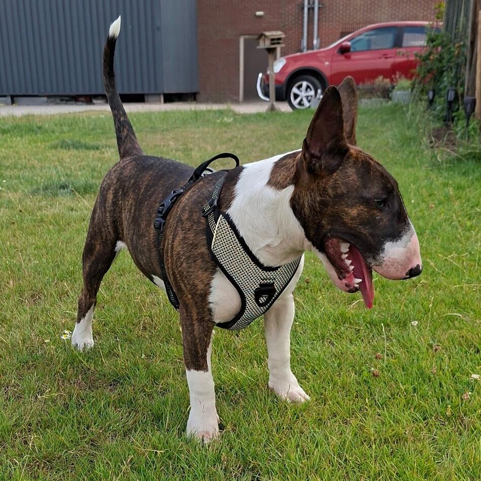 Super-Reflective No-Pull Bull Terrier Harness | Bull Terrier World