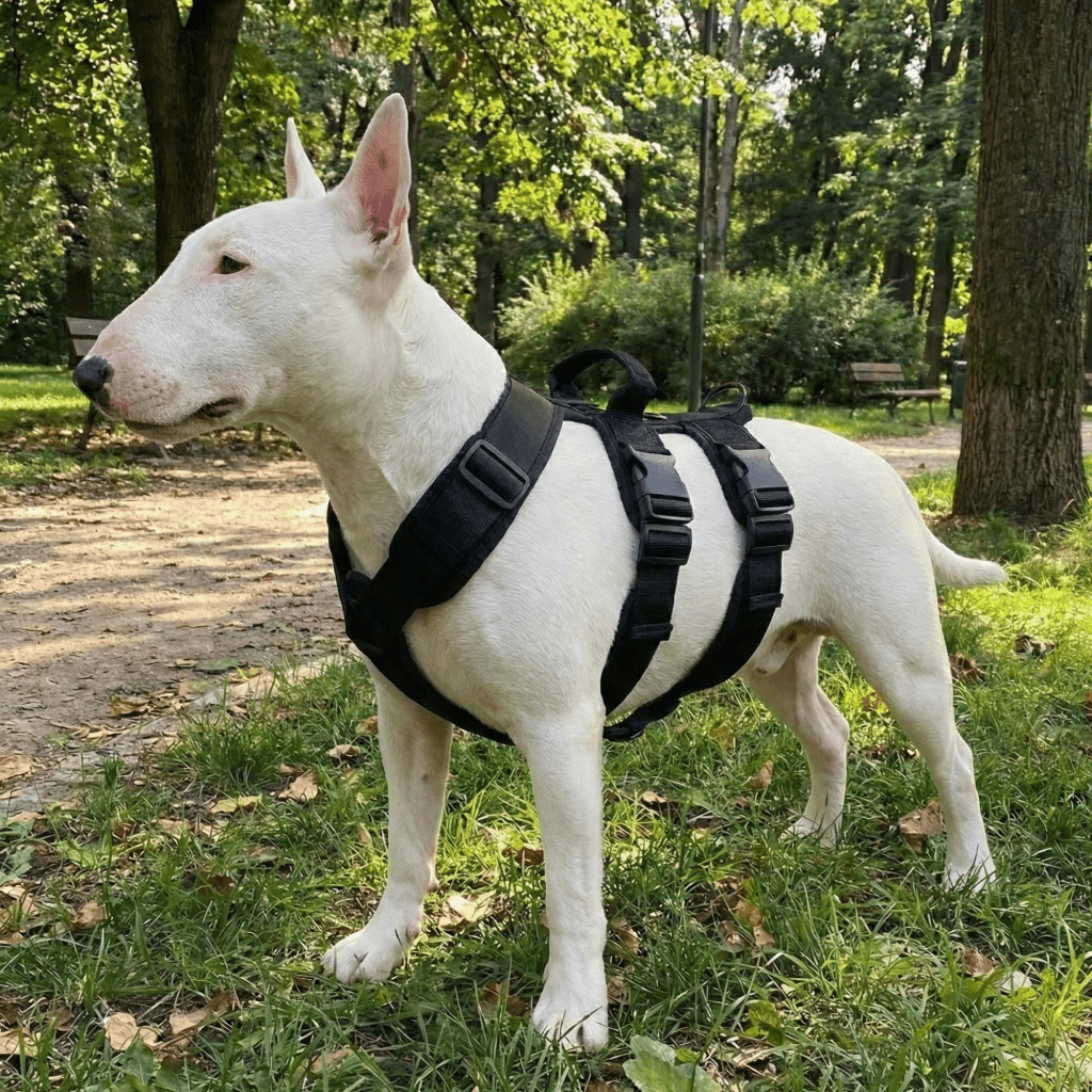 Double D-Ring Escape-Proof Bull Terrier Harness | Bull Terrier World