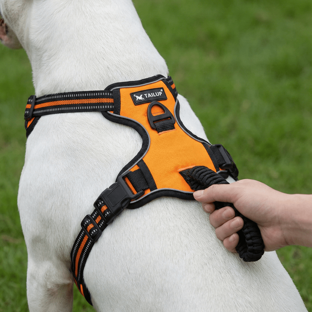 Easy Control No-Pull Bull Terrier Harness | Bull Terrier World